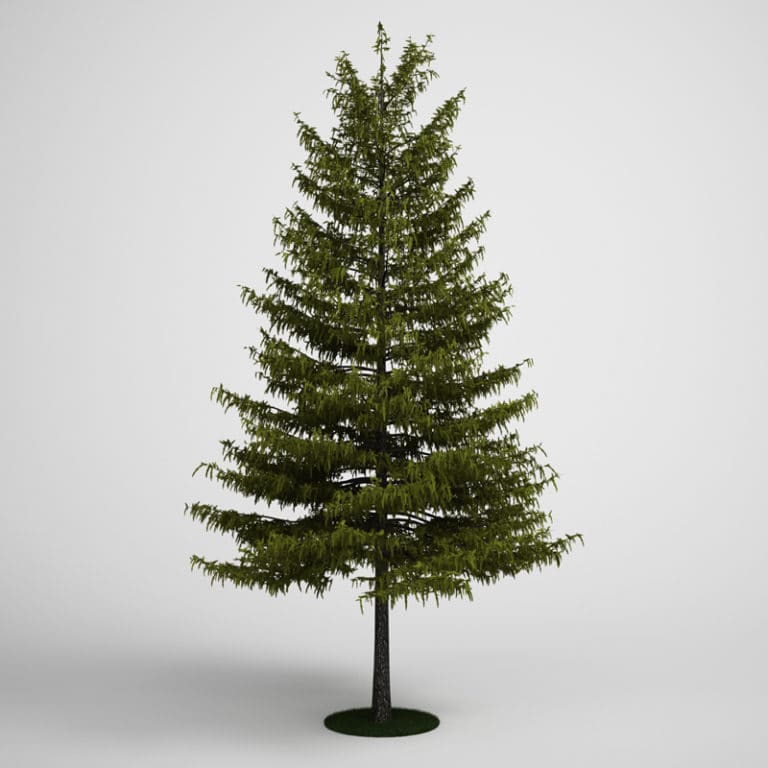 European Larch Tree 18 - CGAxis - 3D models, PBR, HDRI for your 3D ...