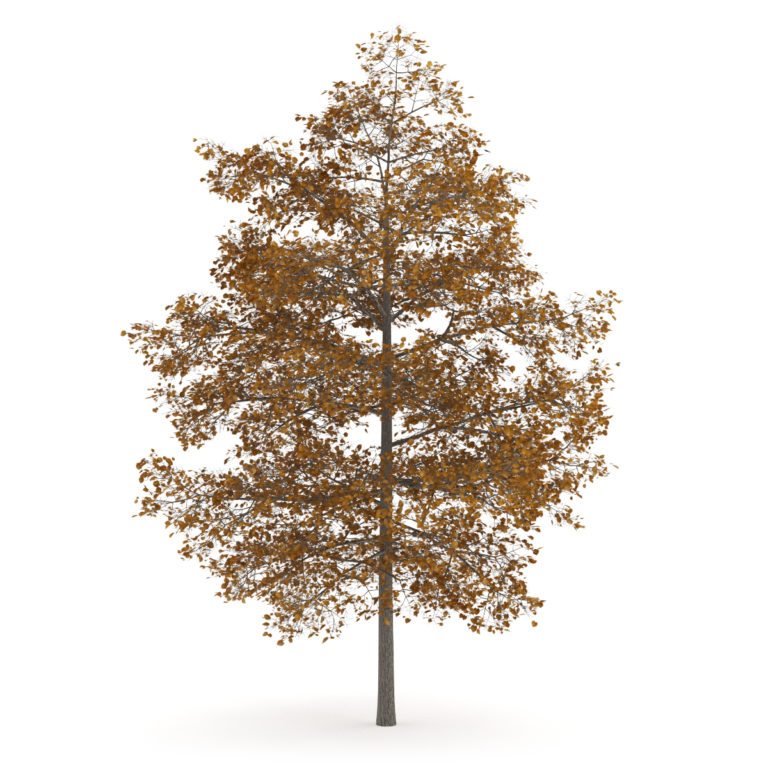 CGAxis Models Volume 28 Trees III - CGAxis - 3D models, PBR, HDRI for ...