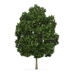 CGAxis Models Volume 34 Trees IV