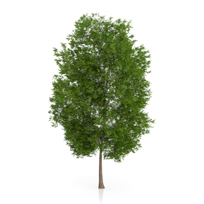 3D Trees V - CGAxis Models Volume 54 | CGAxis.com