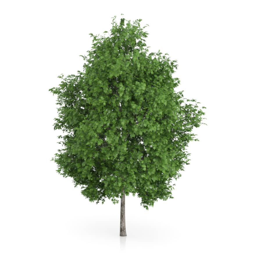 3D Trees V - CGAxis Models Volume 54 | CGAxis.com