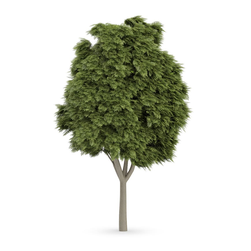 3D Trees VI - CGAxis Models Volume 62 | CGAxis.com