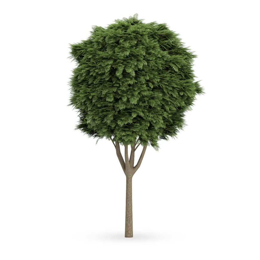 3D Trees VI - CGAxis Models Volume 62 | CGAxis.com