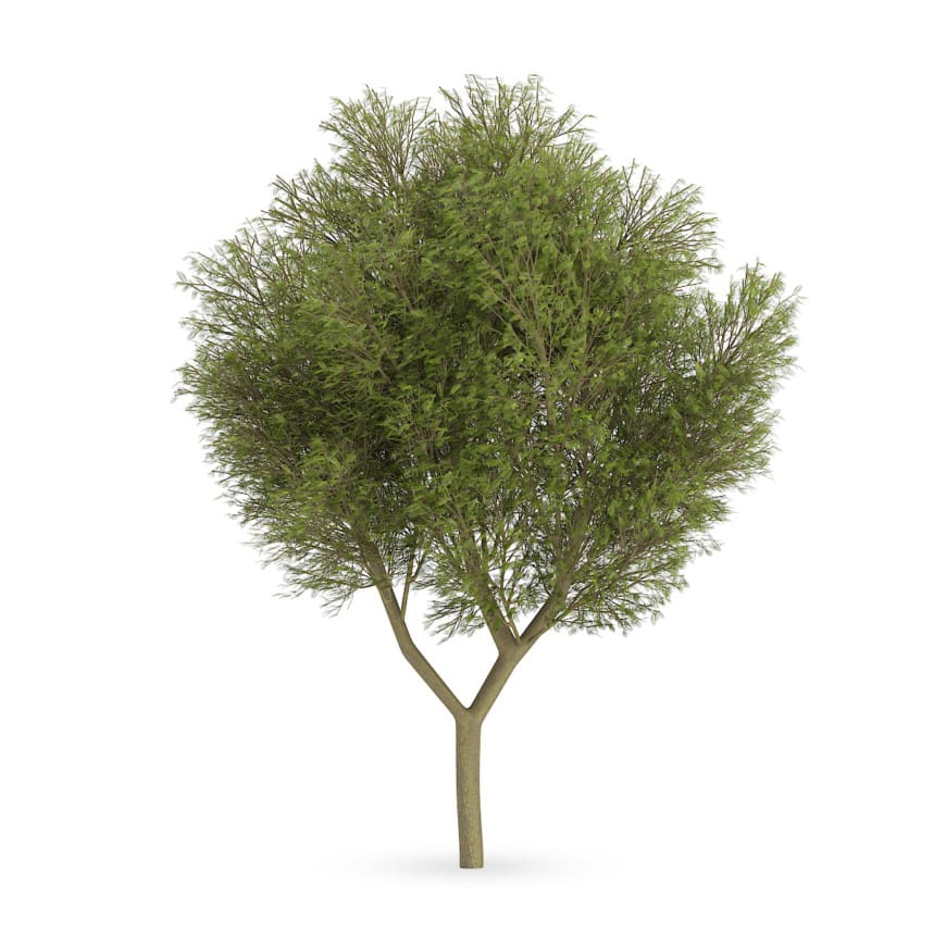 3D Trees VI - CGAxis Models Volume 62 | CGAxis.com