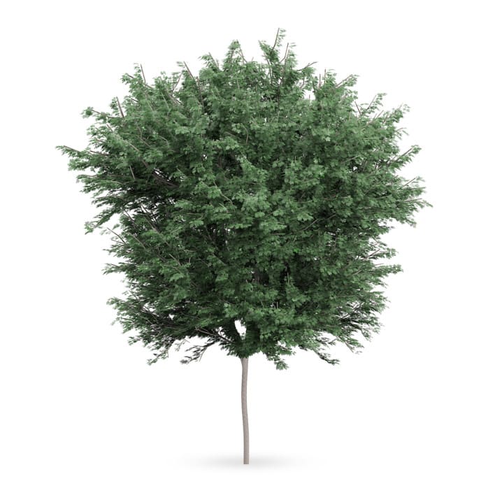 3D Trees VI - CGAxis Models Volume 62 | CGAxis.com