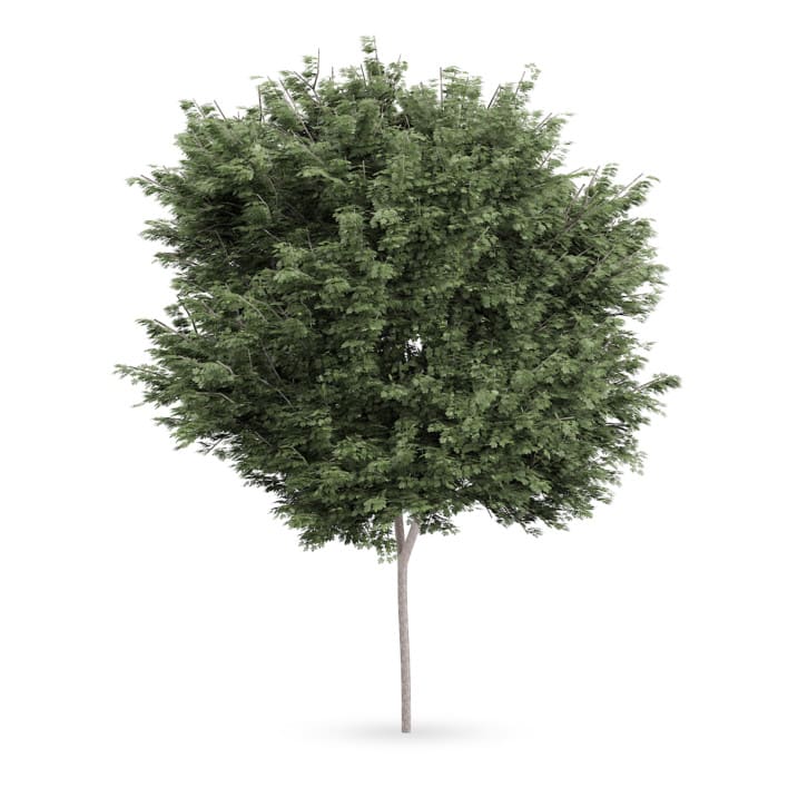 3D Trees VI - CGAxis Models Volume 62 | CGAxis.com