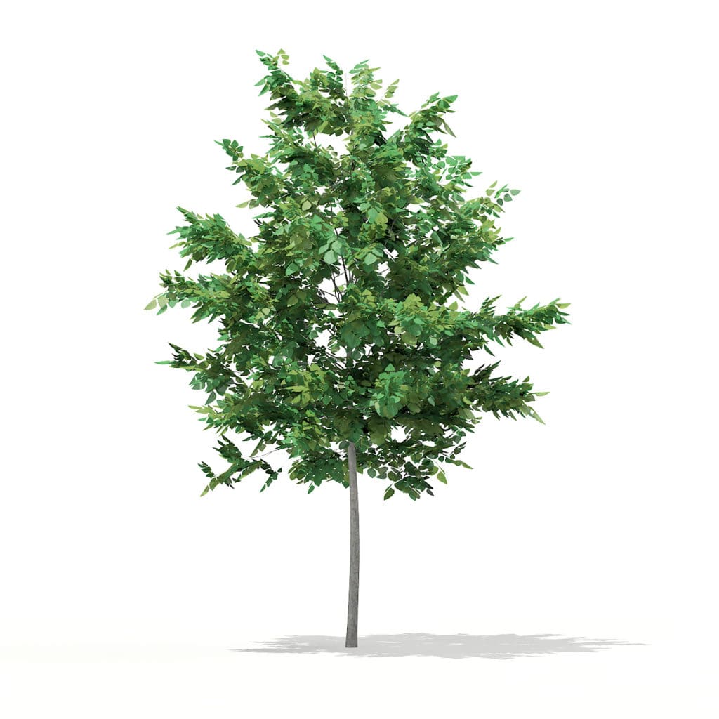 Potted Palm Tree 16 - CGAxis - 3D models, PBR, HDRI for your 3D ...