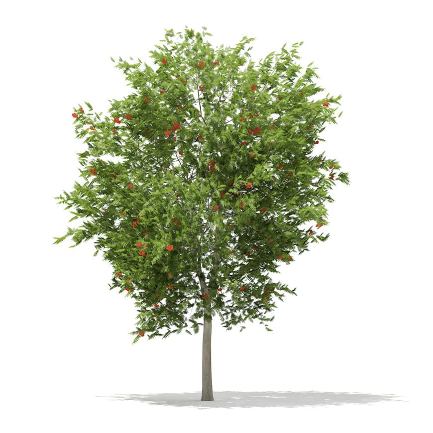 European Rowan (Sorbus aucuparia) 7.1m