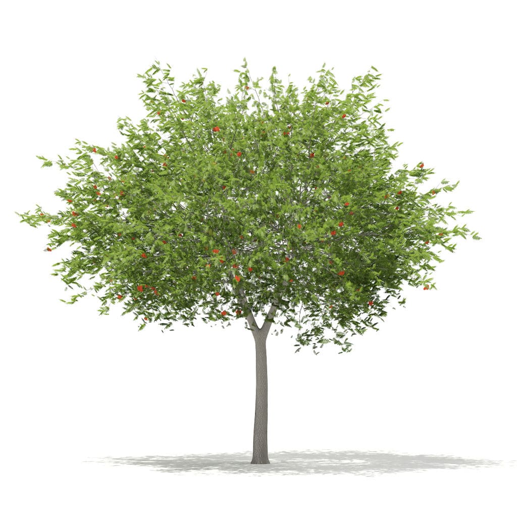 European Rowan (Sorbus aucuparia) 8.6m