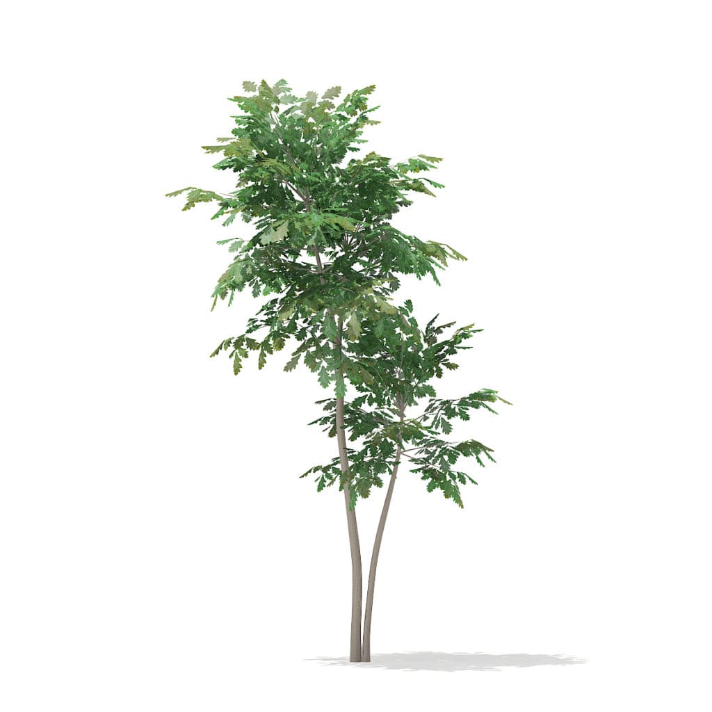3D Trees VII - CGAxis Models Volume 67 | CGAxis.com