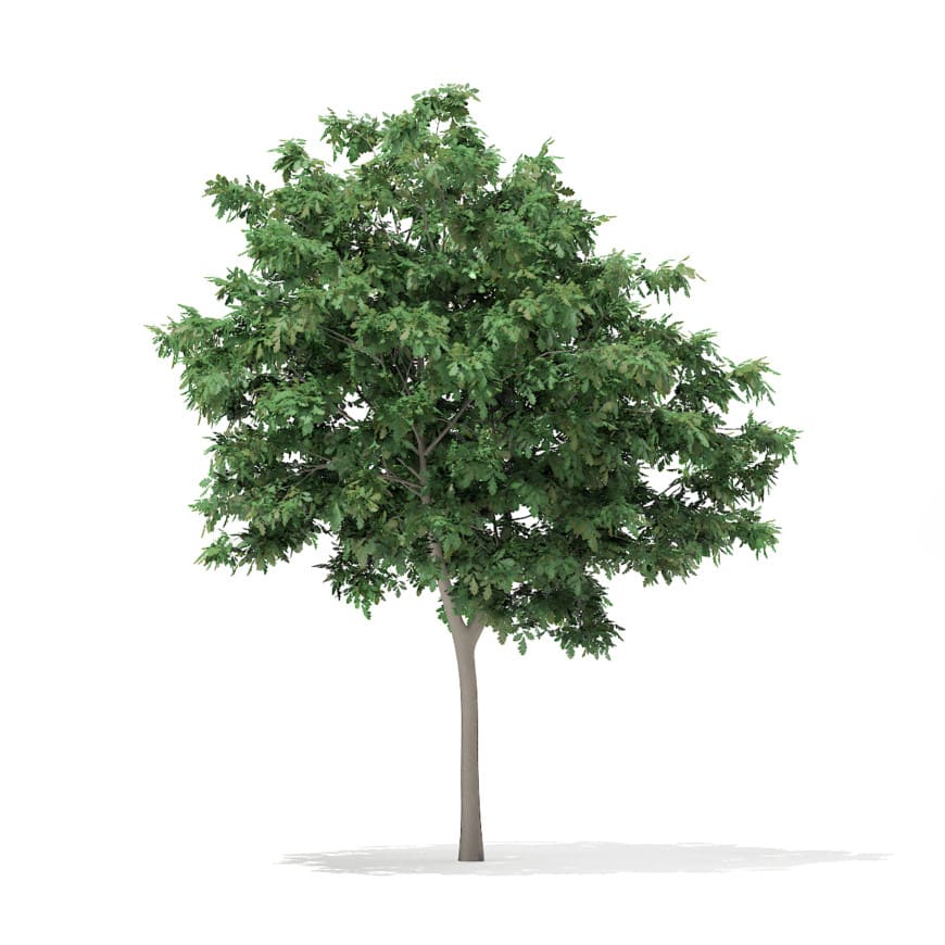 3D Trees VII - CGAxis Models Volume 67 | CGAxis.com