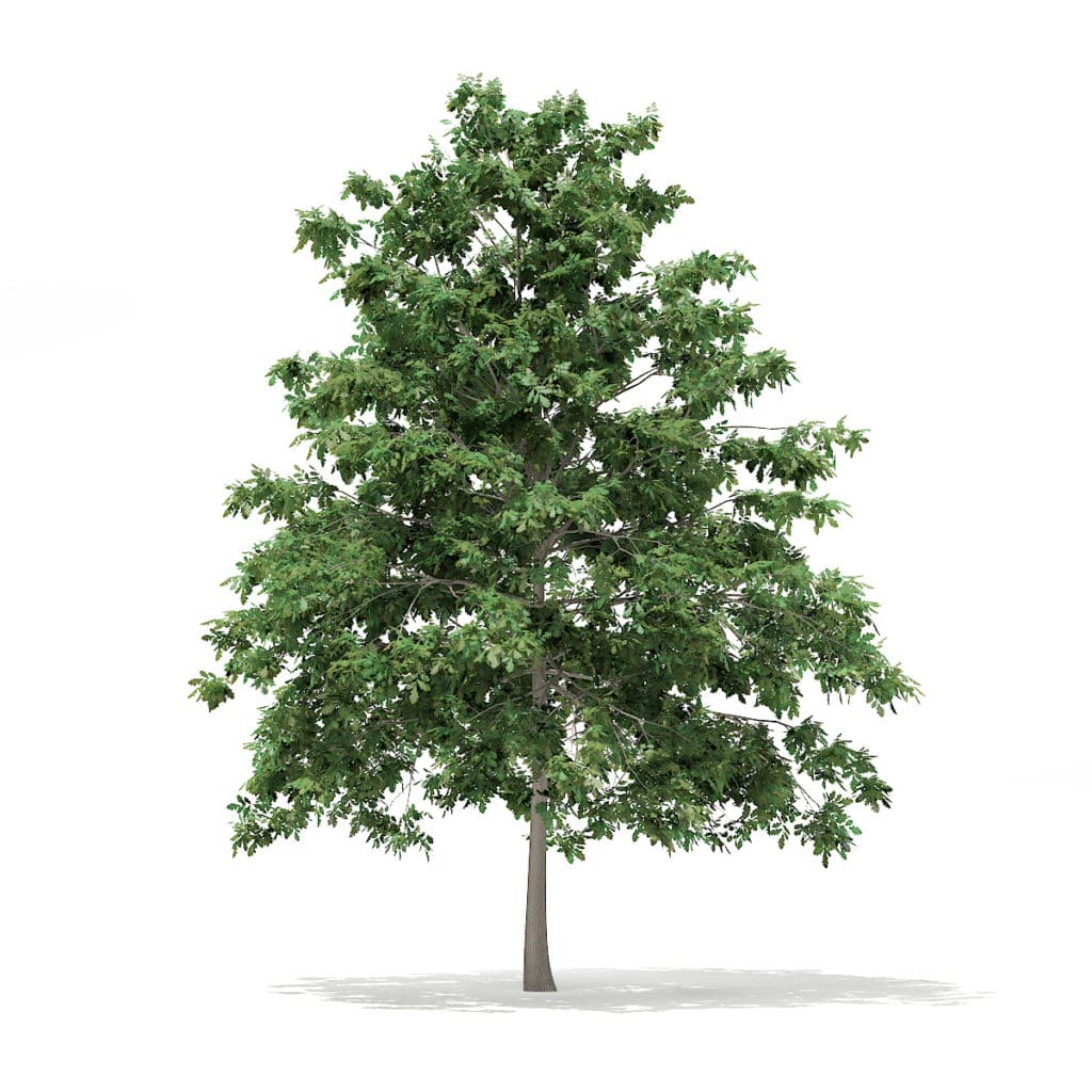 3D Trees VII - CGAxis Models Volume 67 | CGAxis.com