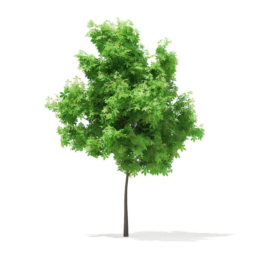 3D Trees VII - CGAxis Models Volume 67 | CGAxis.com