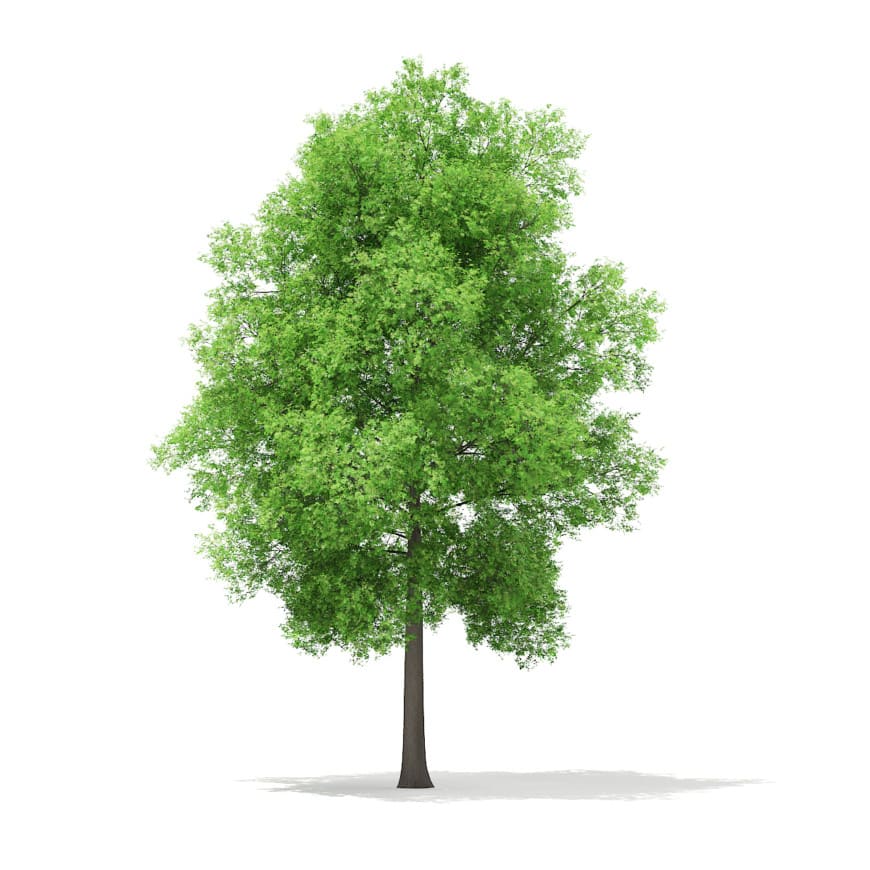 3D Trees VII - CGAxis Models Volume 67 | CGAxis.com