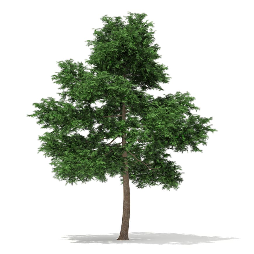 3D Trees VIII - CGAxis Models Volume 69 | CGAxis.com