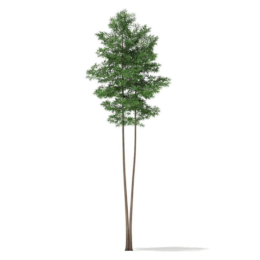 3D Trees VIII - CGAxis Models Volume 69 | CGAxis.com