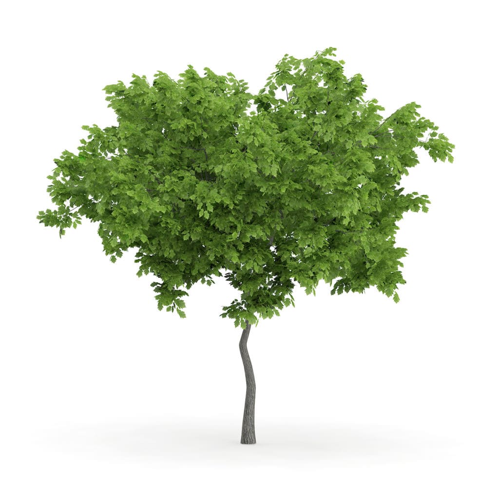 Wild Service Tree (Sorbus torminalis) 2.8m