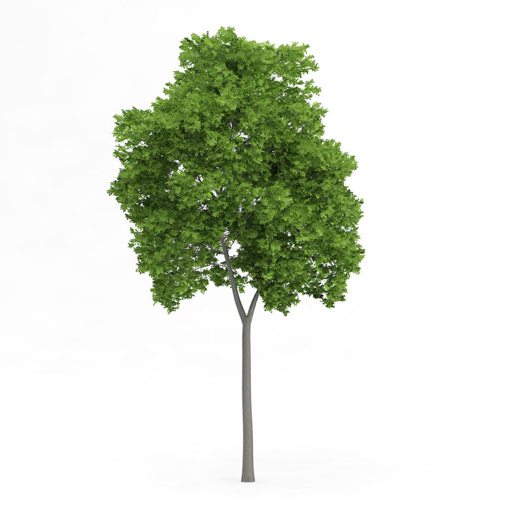 3D Trees IX - CGAxis Models Volume 72 | CGAxis.com