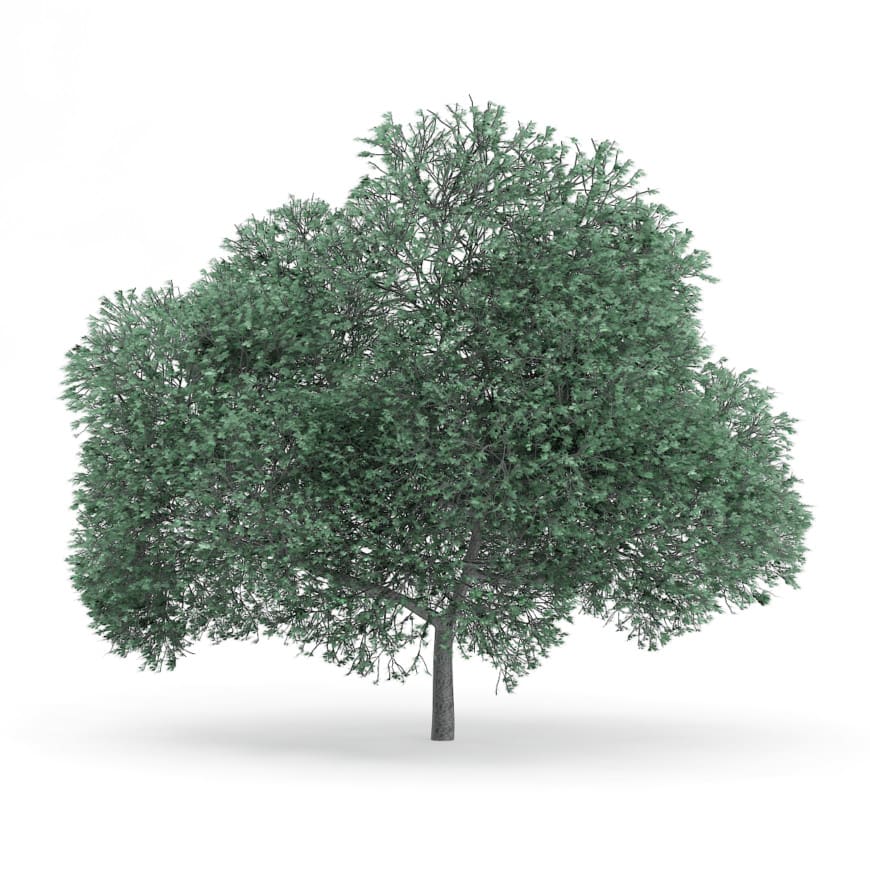 3D Trees IX - CGAxis Models Volume 72 | CGAxis.com