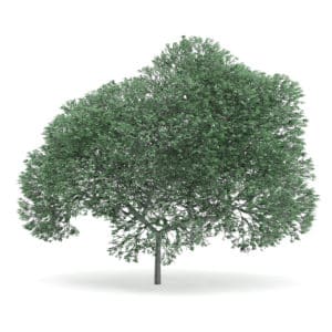 3D Trees IX - CGAxis Models Volume 72 | CGAxis.com