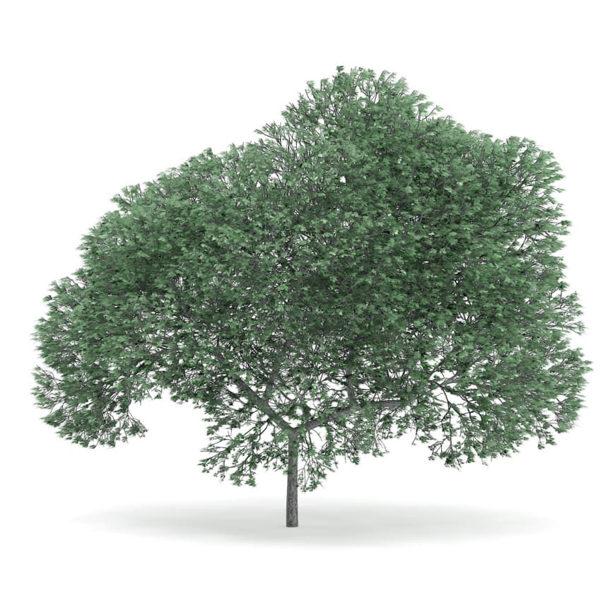 3D Trees IX - CGAxis Models Volume 72 | CGAxis.com