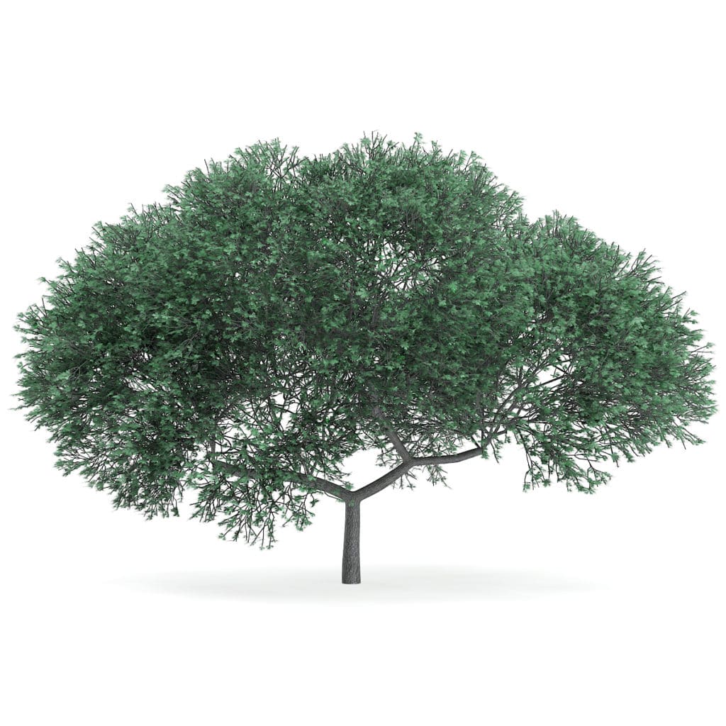 3D Trees IX - CGAxis Models Volume 72 | CGAxis.com
