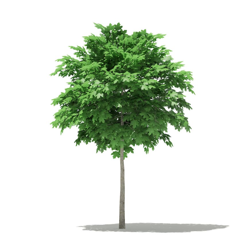 3D Trees X - CGAxis Models Volume 76 | CGAxis.com