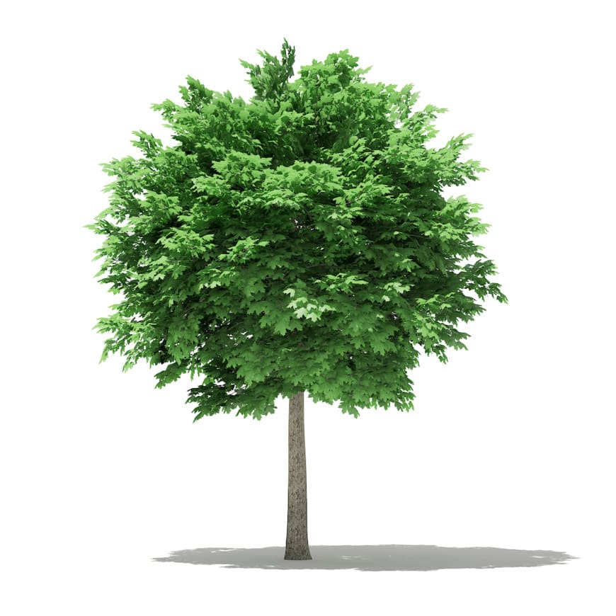 3D Trees X - CGAxis Models Volume 76 | CGAxis.com