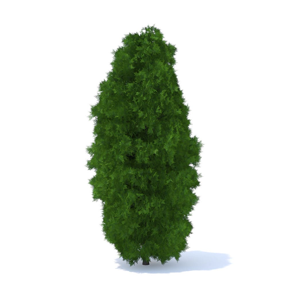 Thuja Shrub 3D Model - CGAxis - 3D models, PBR, HDRI for your 3D ...