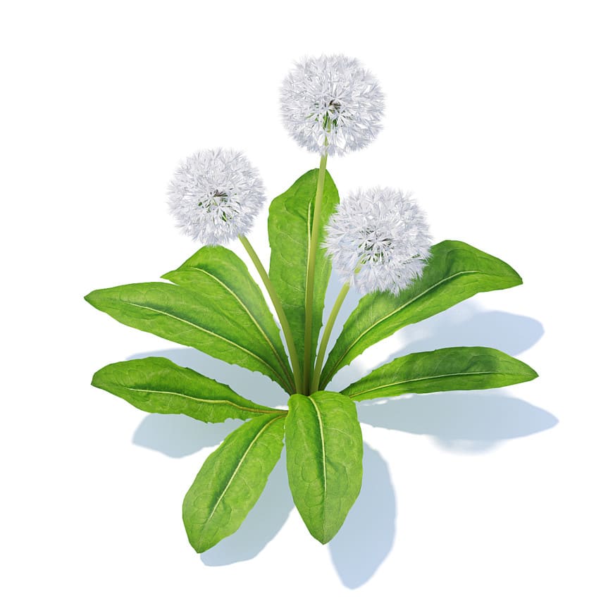 Sow-thistle 3D Model (9131) - CGAxis - 3D models, PBR, HDRI for your 3D ...