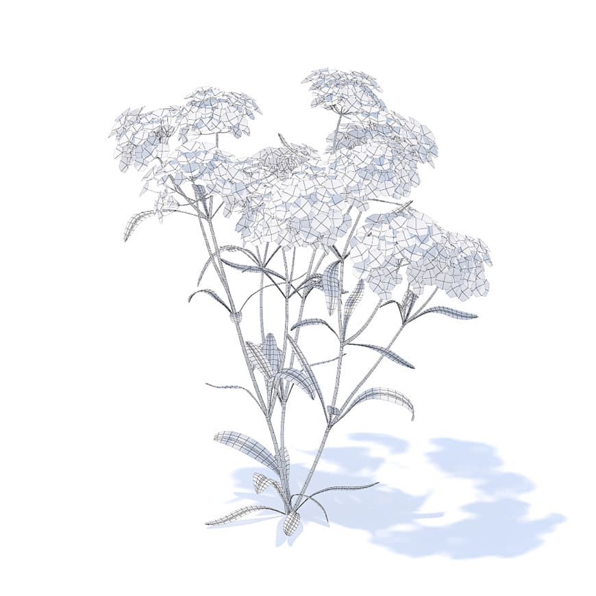 Yarrow 3D Model (9133) - CGAxis - 3D models, PBR, HDRI for your 3D ...