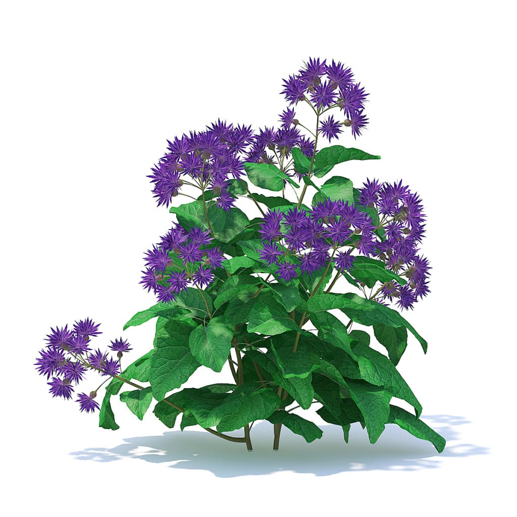 Thistle 3D Model (9140) - CGAxis - 3D models, PBR, HDRI for your 3D ...