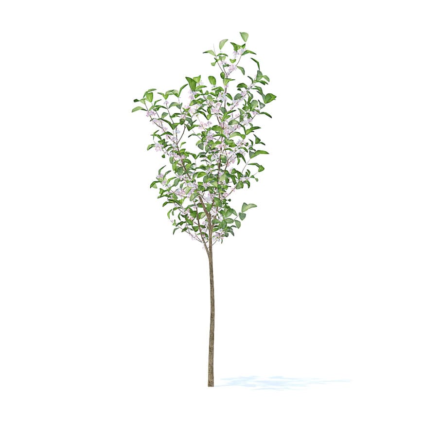 Apple Tree with Flowers 3D Model 2.7m