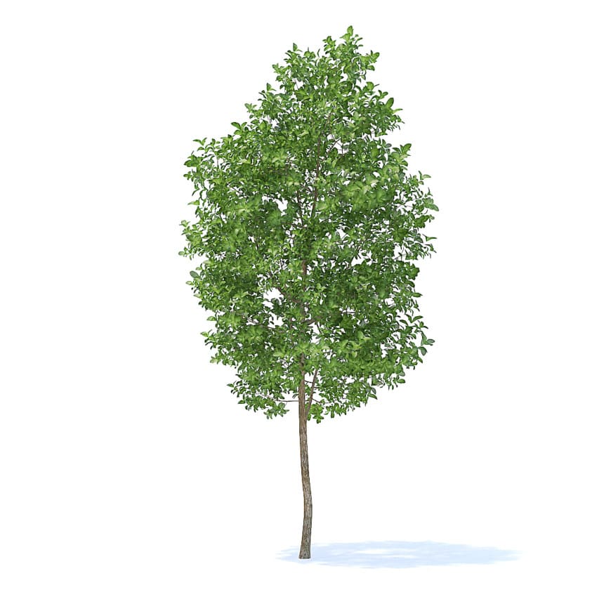 Apple Tree 3D Model 3.8m