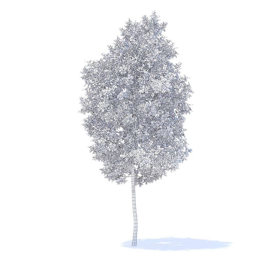 Apple Tree 3D Model 3.8m