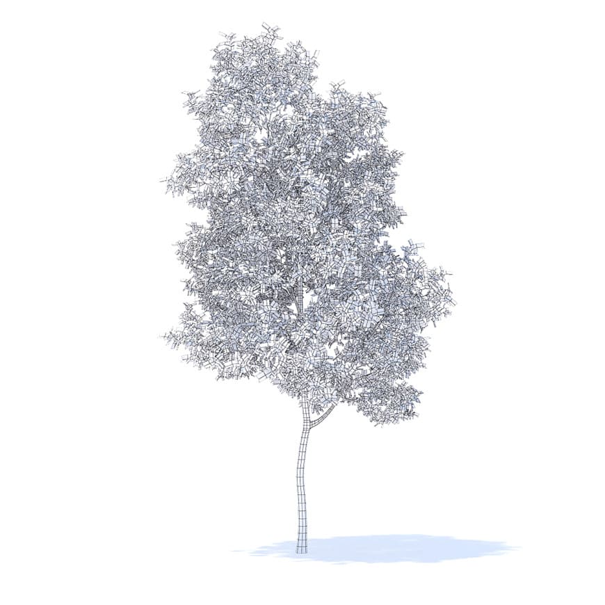 Apple Tree 3D Model 3.8m