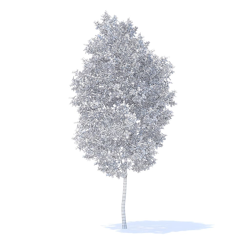 Apple Tree 3D Model 3.8m