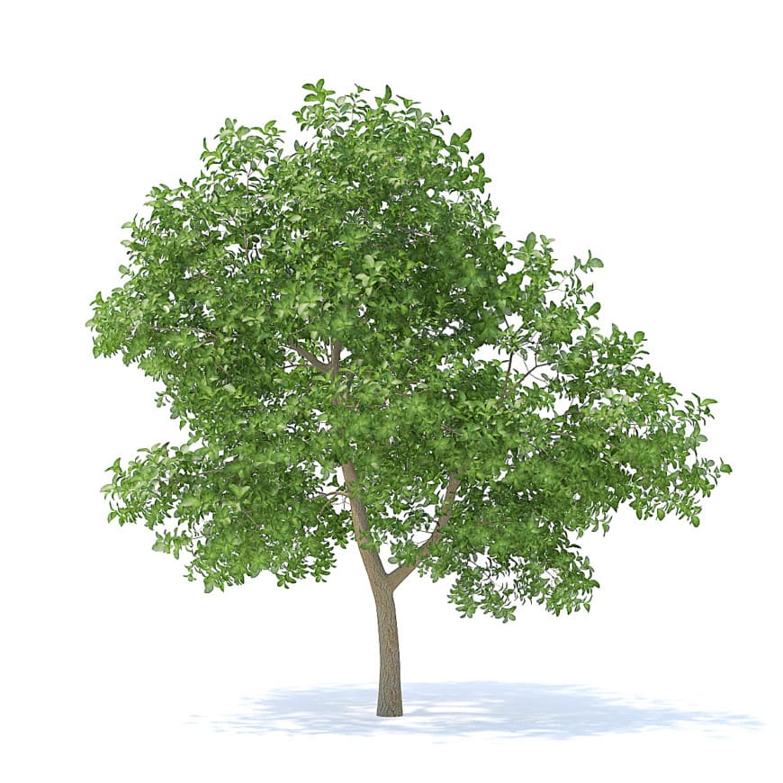 Apple Tree 3D Model 3.7m