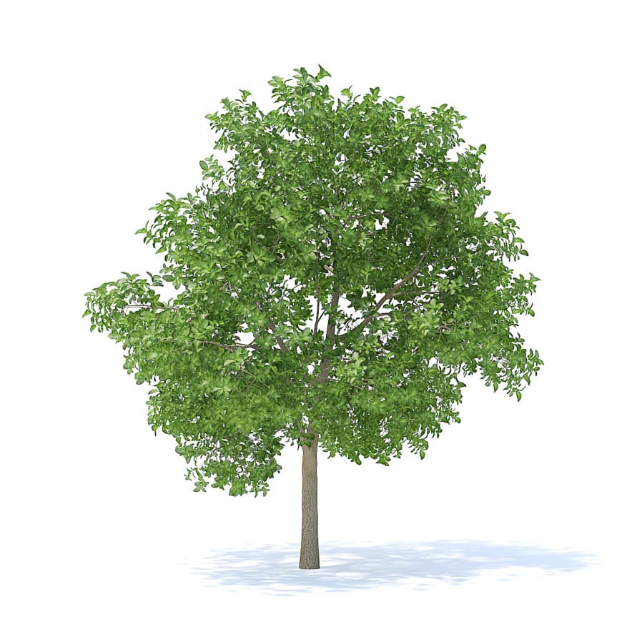 Apple Tree 3D Model 3.7m