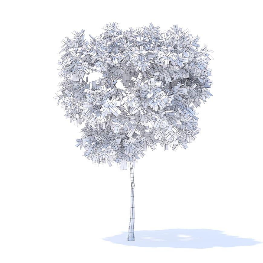 Pear Tree 3D Model 2.4m