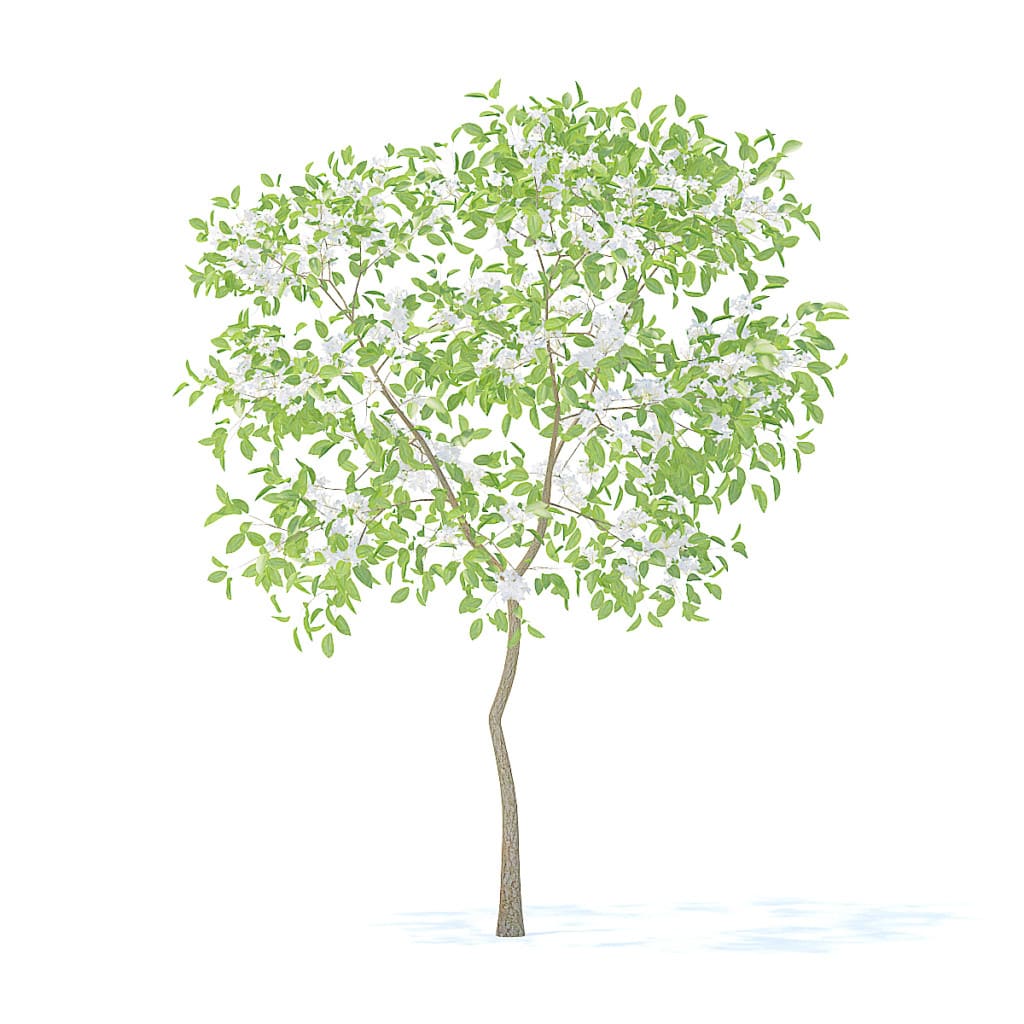 Pear Tree with Flowers 3D Model 2.4m