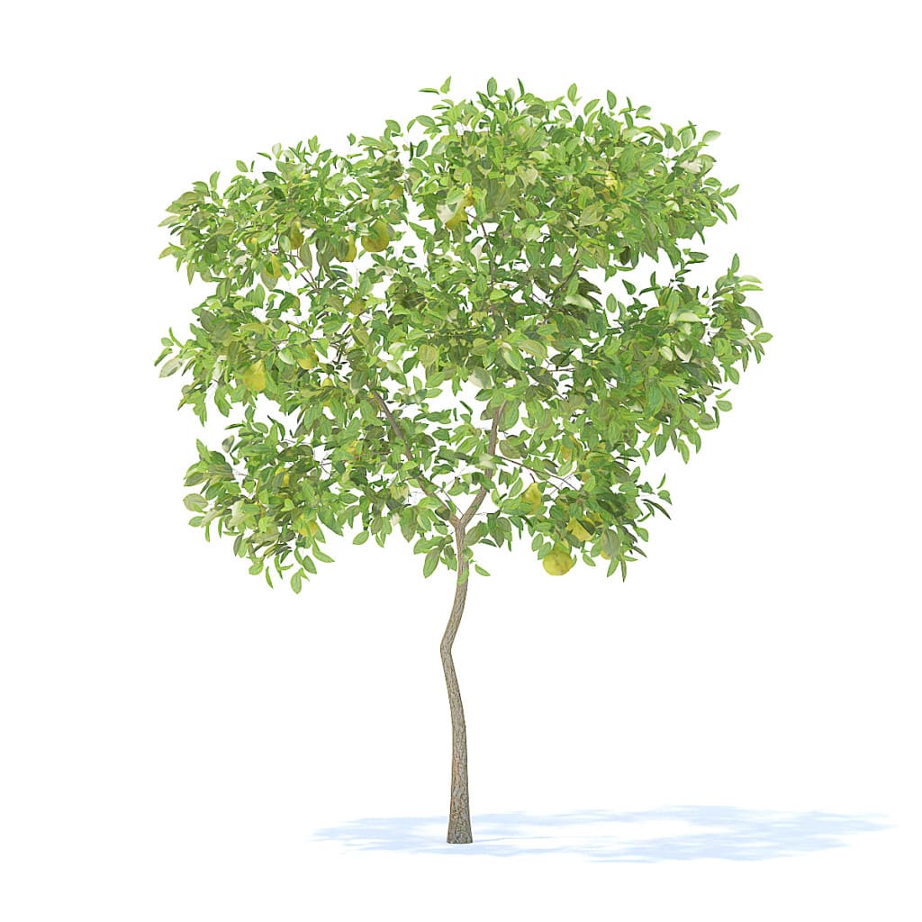 Pear Tree with Fruits 3D Model 2.4m