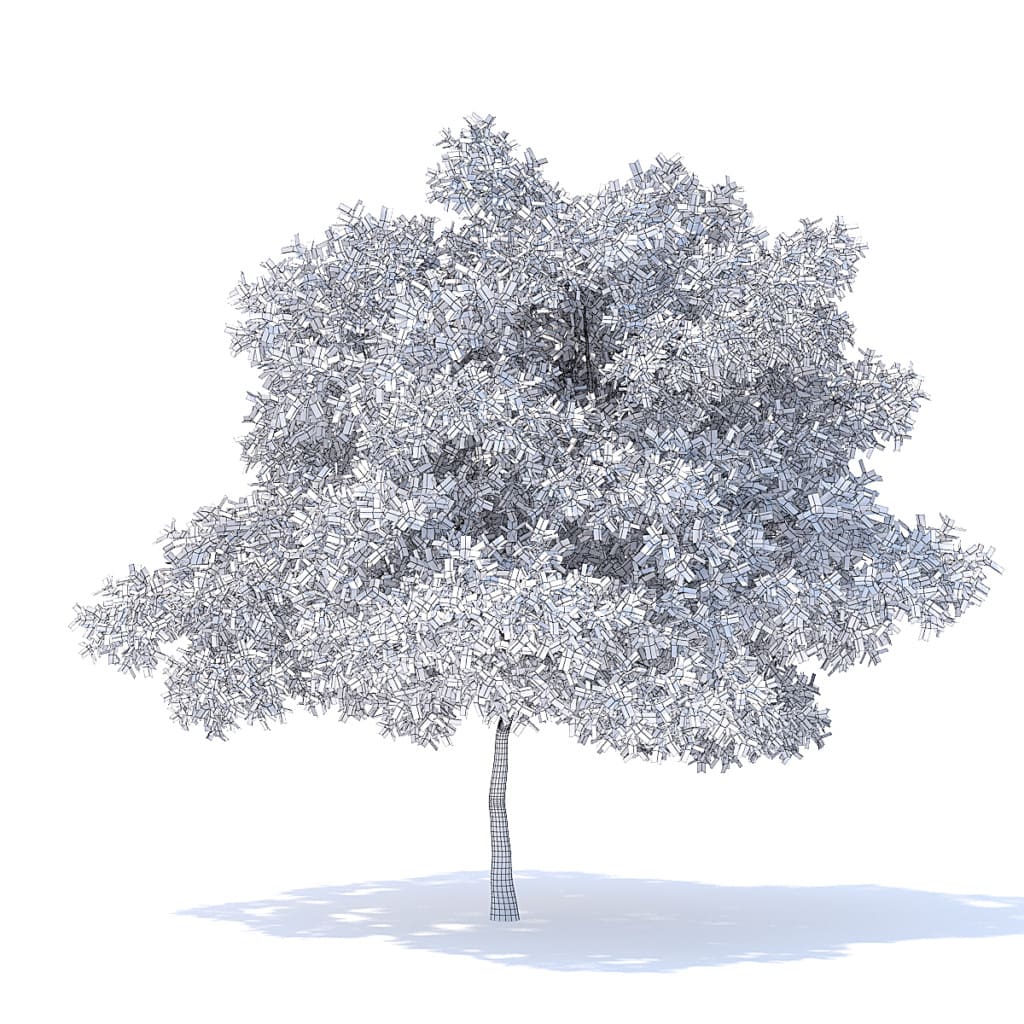 Pear Tree 3D Model 6.3m