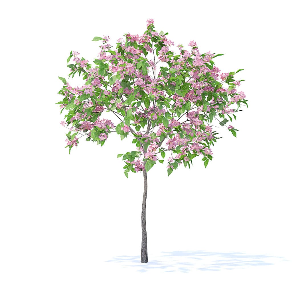 Plum Tree with Flowers 3D Model 2m