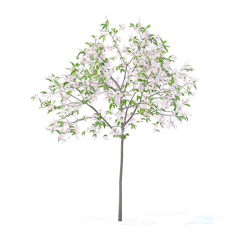 Cherry Tree with Flowers 3D Model 2.5m