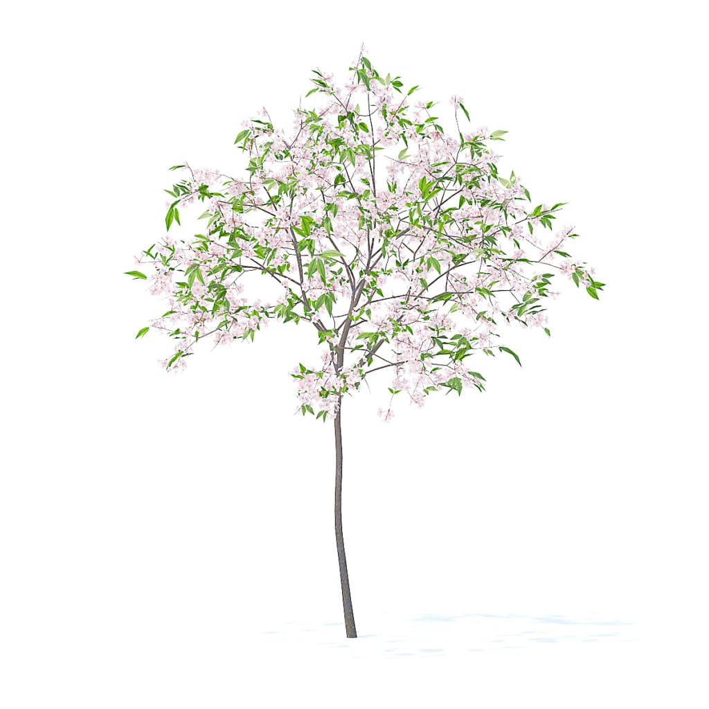 Cherry Tree with Flowers 3D Model 2.5m