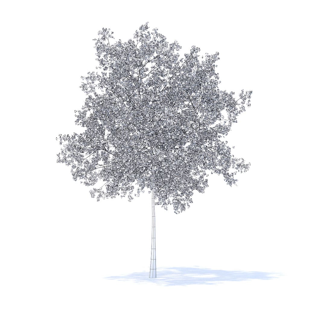 Cherry Tree with Flowers 3D Model 5.7m
