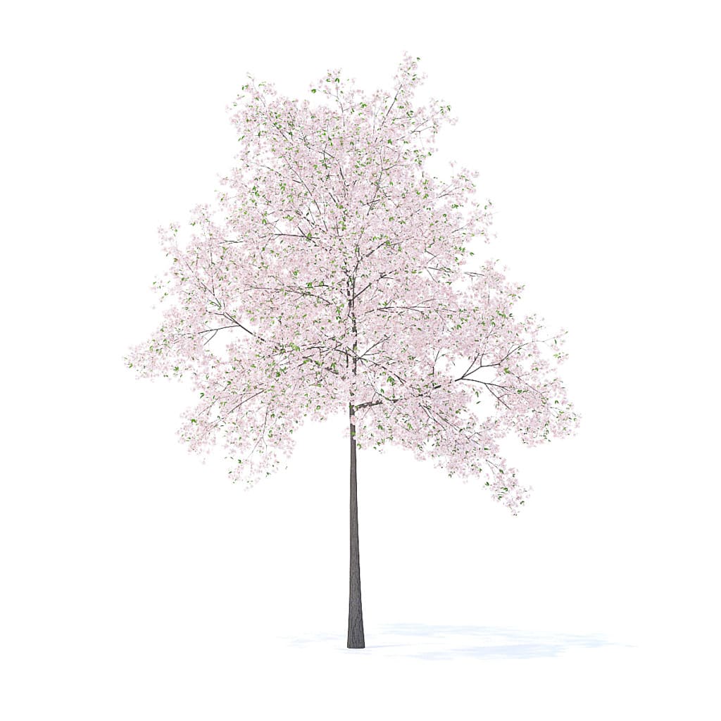 Cherry Tree with Flowers 3D Model 5.7m