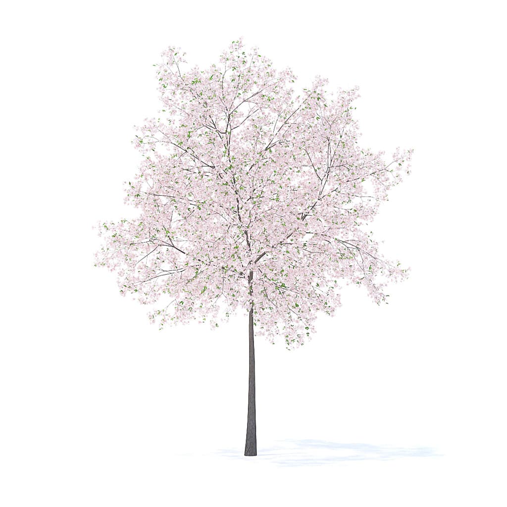 Cherry Tree with Flowers 3D Model 5.7m