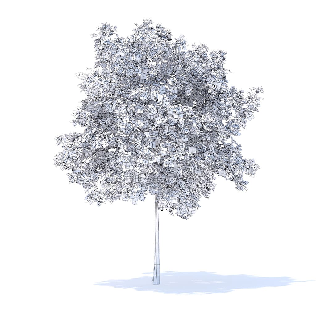 Cherry Tree with Fruits 3D Model 5.7m